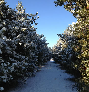 Mill Creek Holly Farms - Fresh Holly, Wreaths, and Christmas Garlands